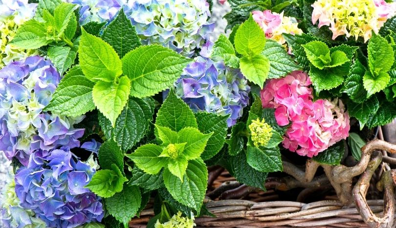 An easy way to change the color of your hydrangea to pink, blue and ...