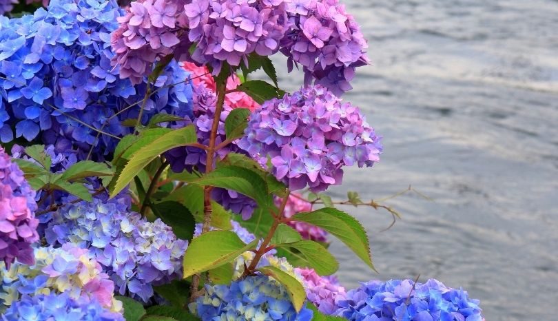 An easy way to change the color of your hydrangea to pink, blue and ...