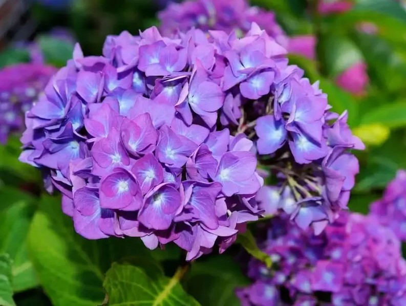 An easy way to change the color of your hydrangea to pink, blue and ...