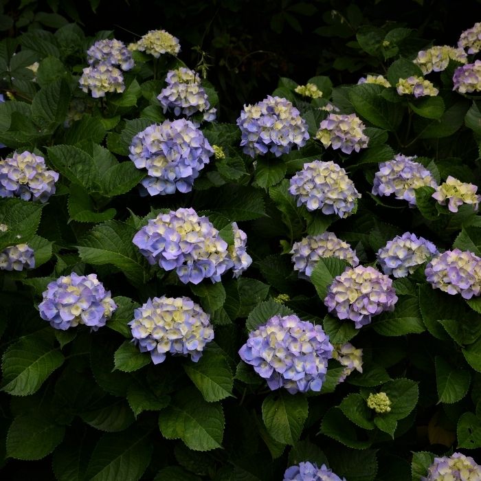 An easy way to change the color of your hydrangea to pink, blue and ...