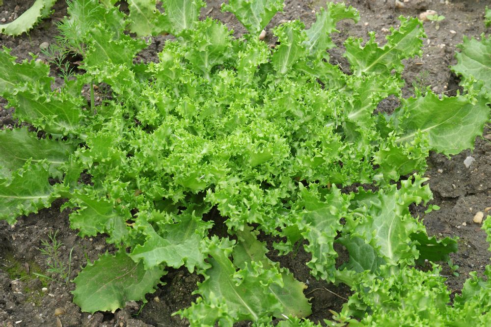 5 secrets for growing endives in your garden | My desired home