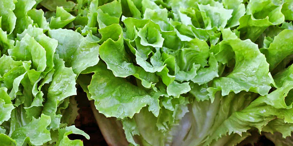 5 secrets for growing endives in your garden | My desired home