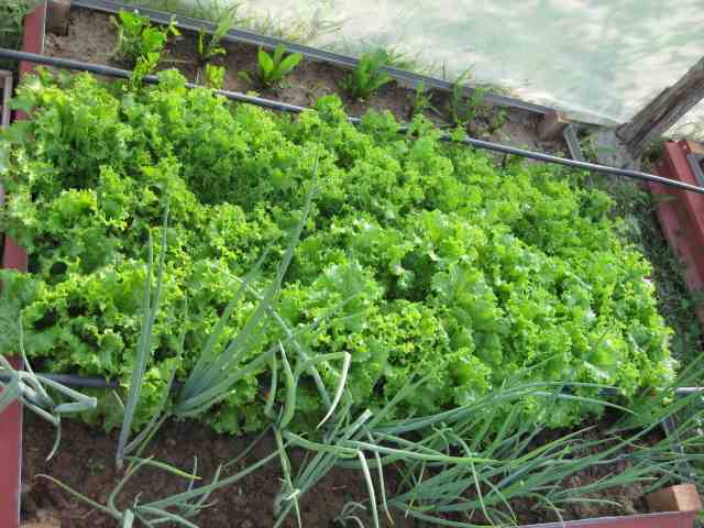 5 secrets for growing endives in your garden | My desired home
