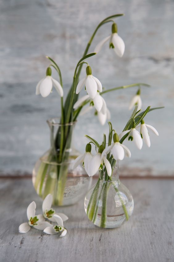 The snowdrop season is here - 26 beautiful ideas for decorating your ...