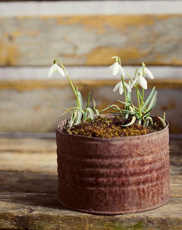 The snowdrop season is here - 26 beautiful ideas for decorating your ...
