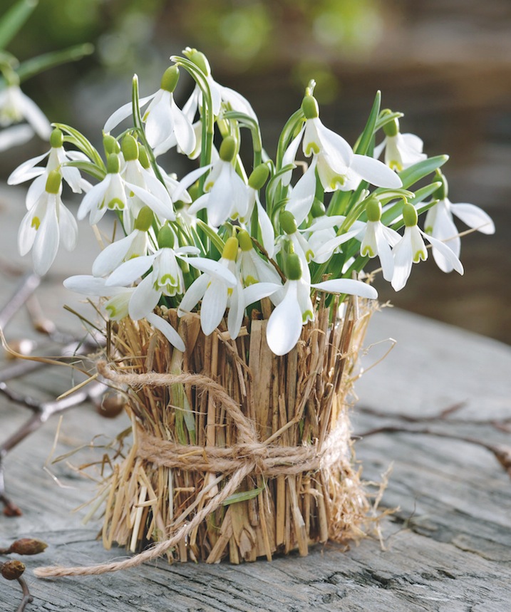 The snowdrop season is here - 26 beautiful ideas for decorating your ...