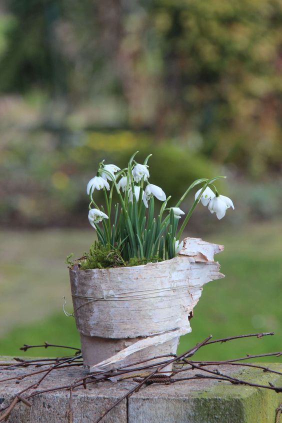 The snowdrop season is here - 26 beautiful ideas for decorating your ...