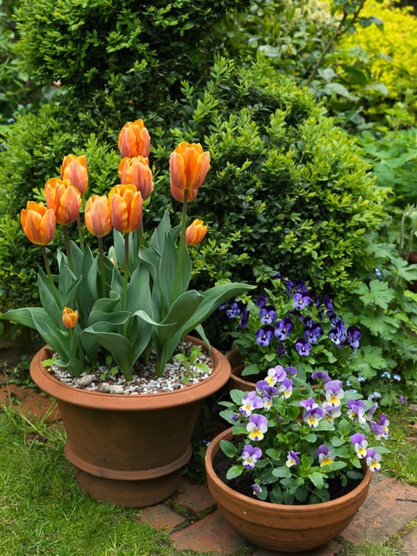 Welcome spring in the yard and garden: 50 colorful flower decorations ...