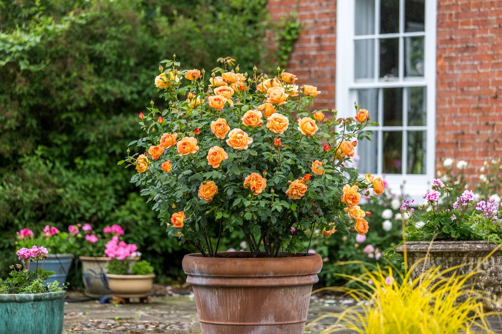 English roses that grow well in a pot | My desired home