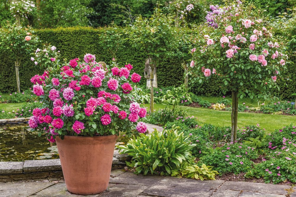 English roses that grow well in a pot | My desired home