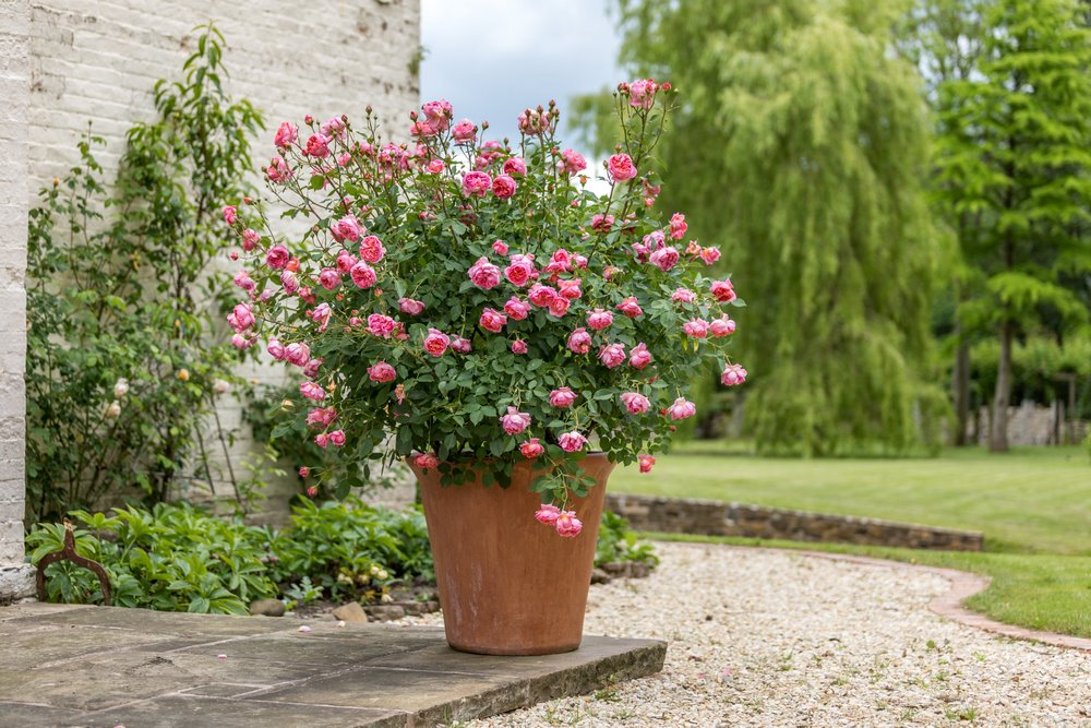 English roses that grow well in a pot | My desired home
