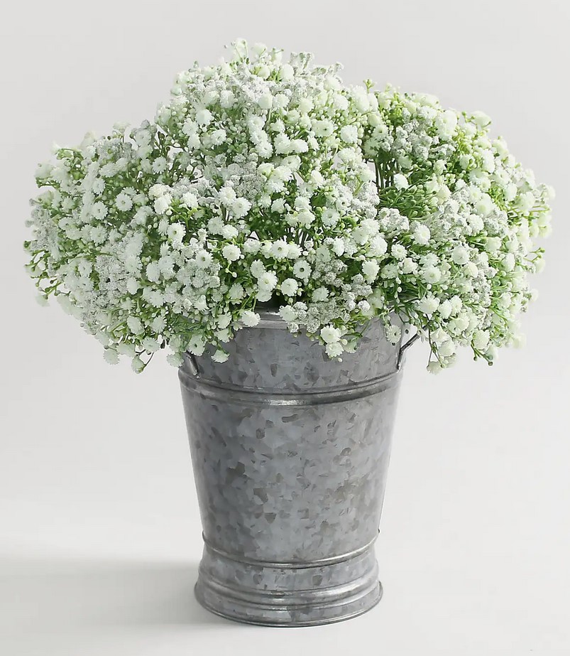 Gypsophila a fluffy and easy to grow flower for you pot and garden | My ...