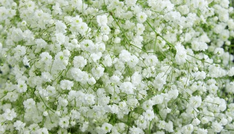 Gypsophila a fluffy and easy to grow flower for you pot and garden | My ...