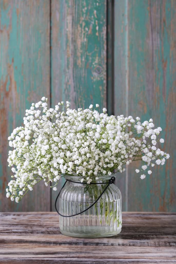 Gypsophila a fluffy and easy to grow flower for you pot and garden | My ...