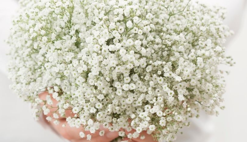 Gypsophila a fluffy and easy to grow flower for you pot and garden | My ...