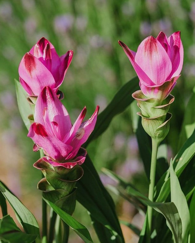 How to grow Turmeric, the impressive plant that gives us a wonderful ...