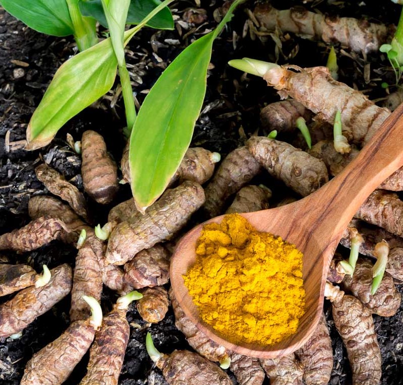 How to grow Turmeric, the impressive plant that gives us a wonderful ...