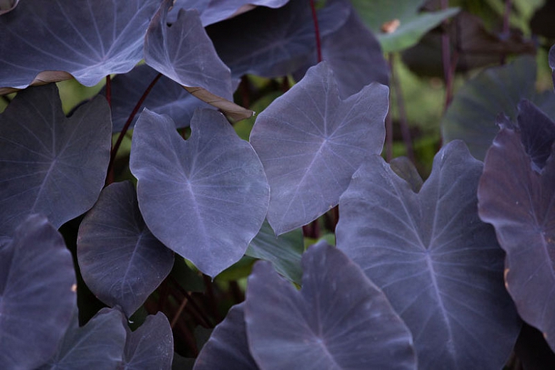 Alocasia with pitch black leaves and edible roots | My desired home