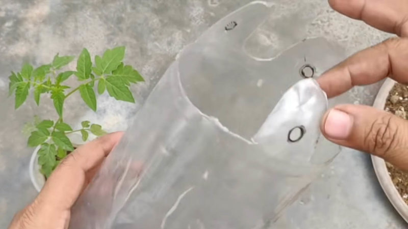 Clever tomato experiment: growing upside down in a bottle | My desired home