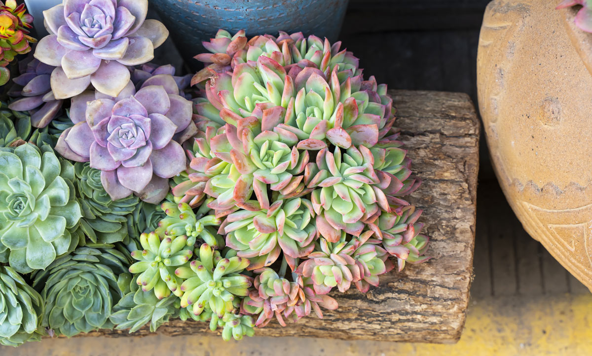 Creativity with succulents: 25 wonderful ideas that will inspire you ...