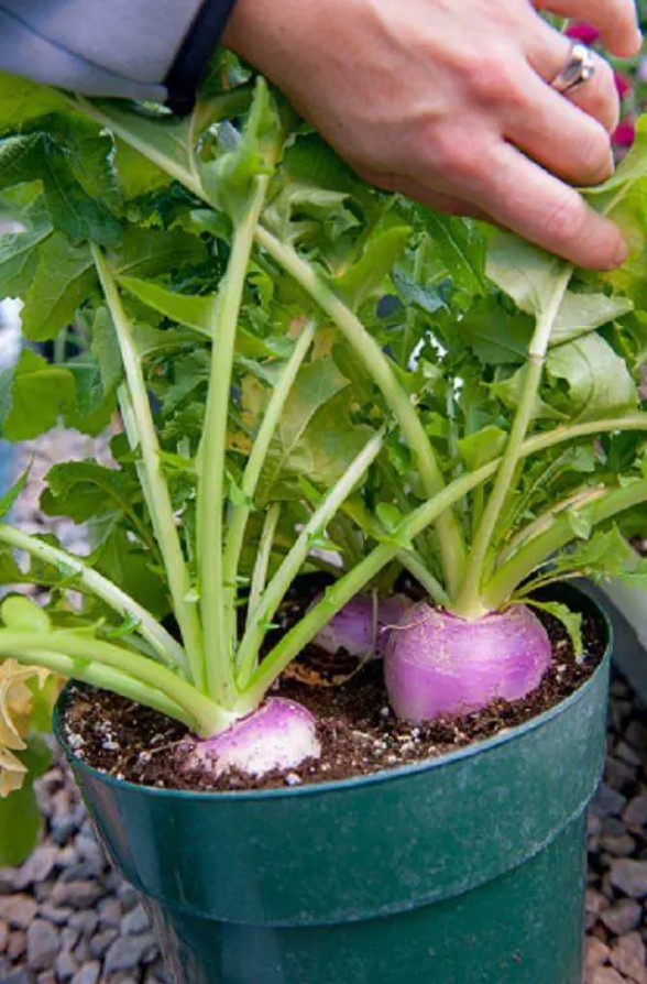 Turnip: The purple diamond of our nutrition - how to grow it in your ...