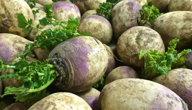 Turnip: The purple diamond of our nutrition - how to grow it in your ...