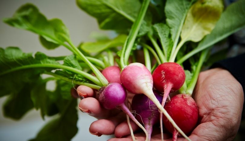 Turnip: The purple diamond of our nutrition - how to grow it in your ...
