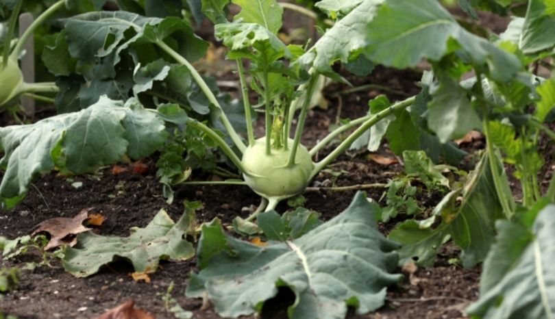 Turnip: The purple diamond of our nutrition - how to grow it in your ...
