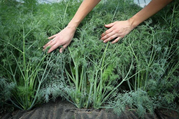 Little tricks to grow lush dill bushes in pots and your garden | My ...
