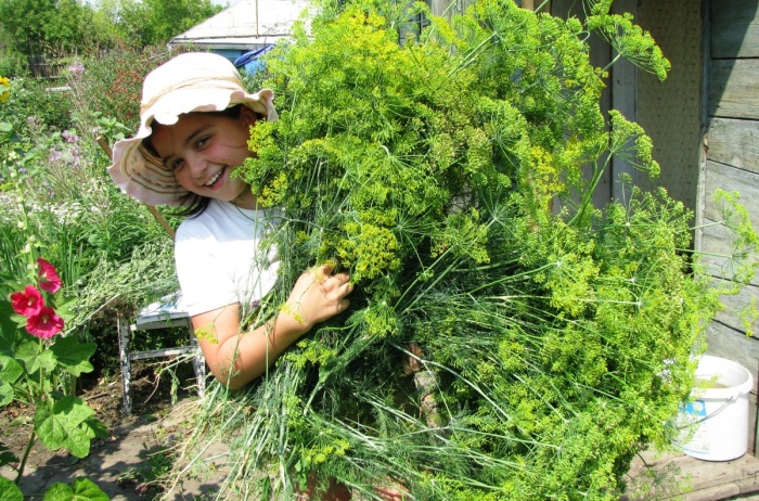 Little tricks to grow lush dill bushes in pots and your garden | My ...