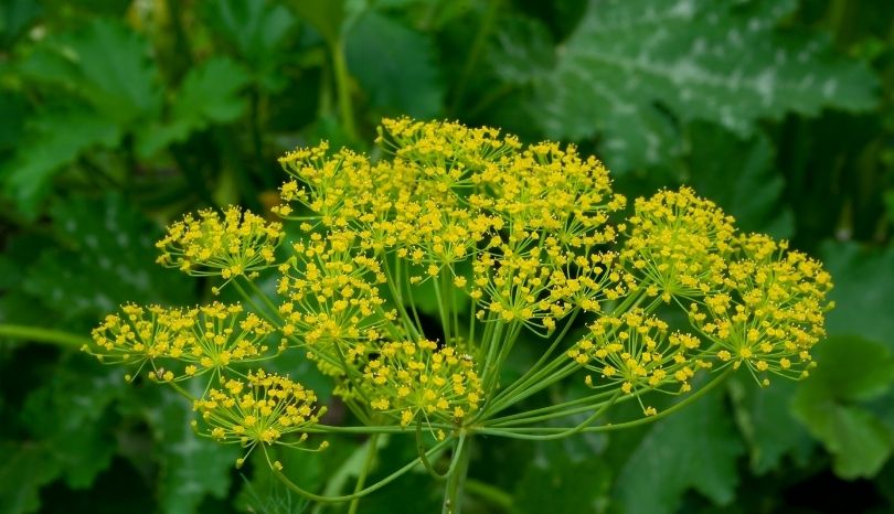 Little tricks to grow lush dill bushes in pots and your garden | My ...