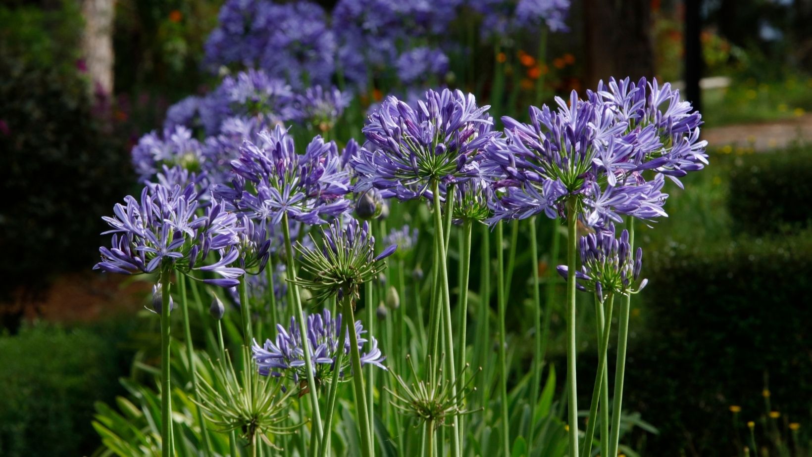 Find out more about the African Lily - a graceful summer flower | My ...