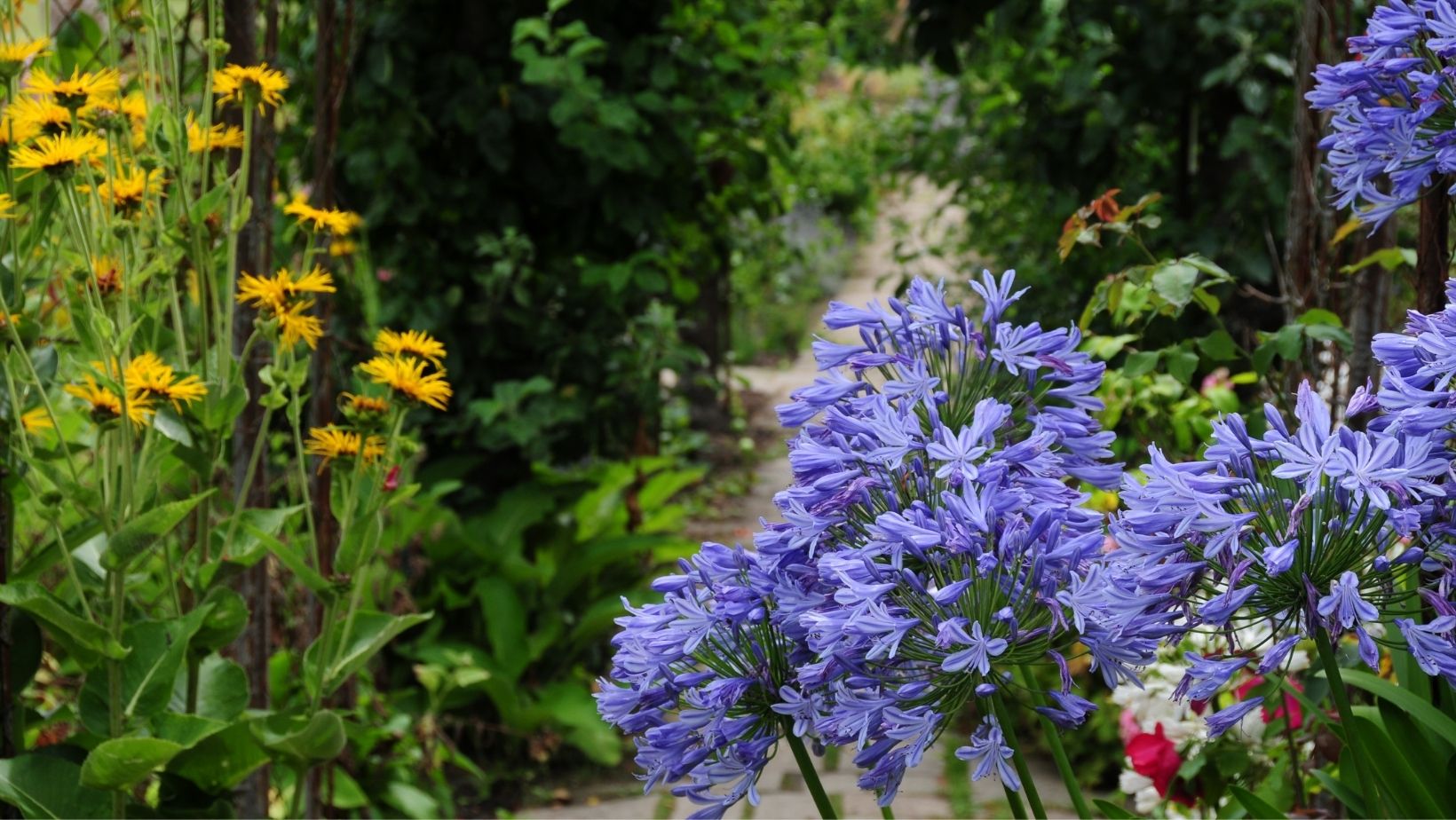 Find out more about the African Lily - a graceful summer flower | My ...