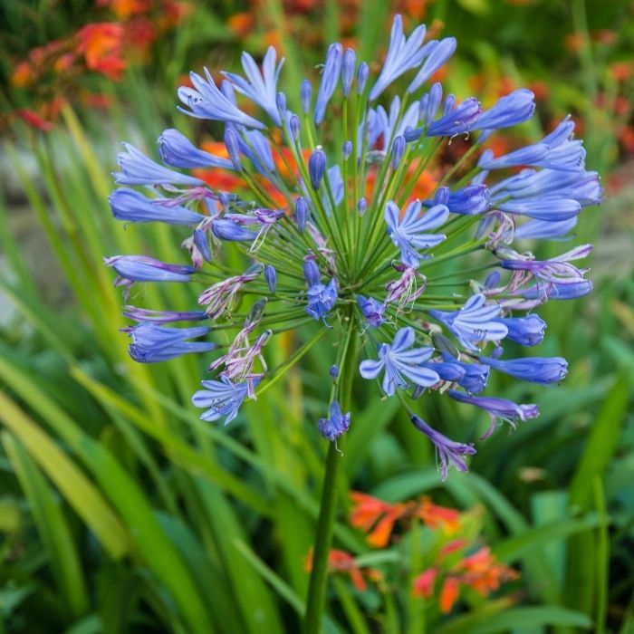 Find out more about the African Lily - a graceful summer flower | My ...