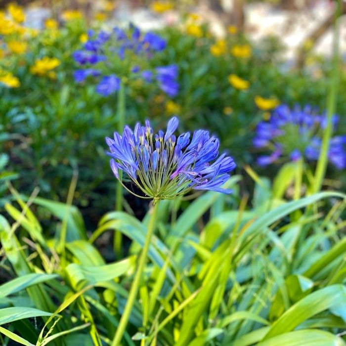 Find out more about the African Lily - a graceful summer flower | My ...