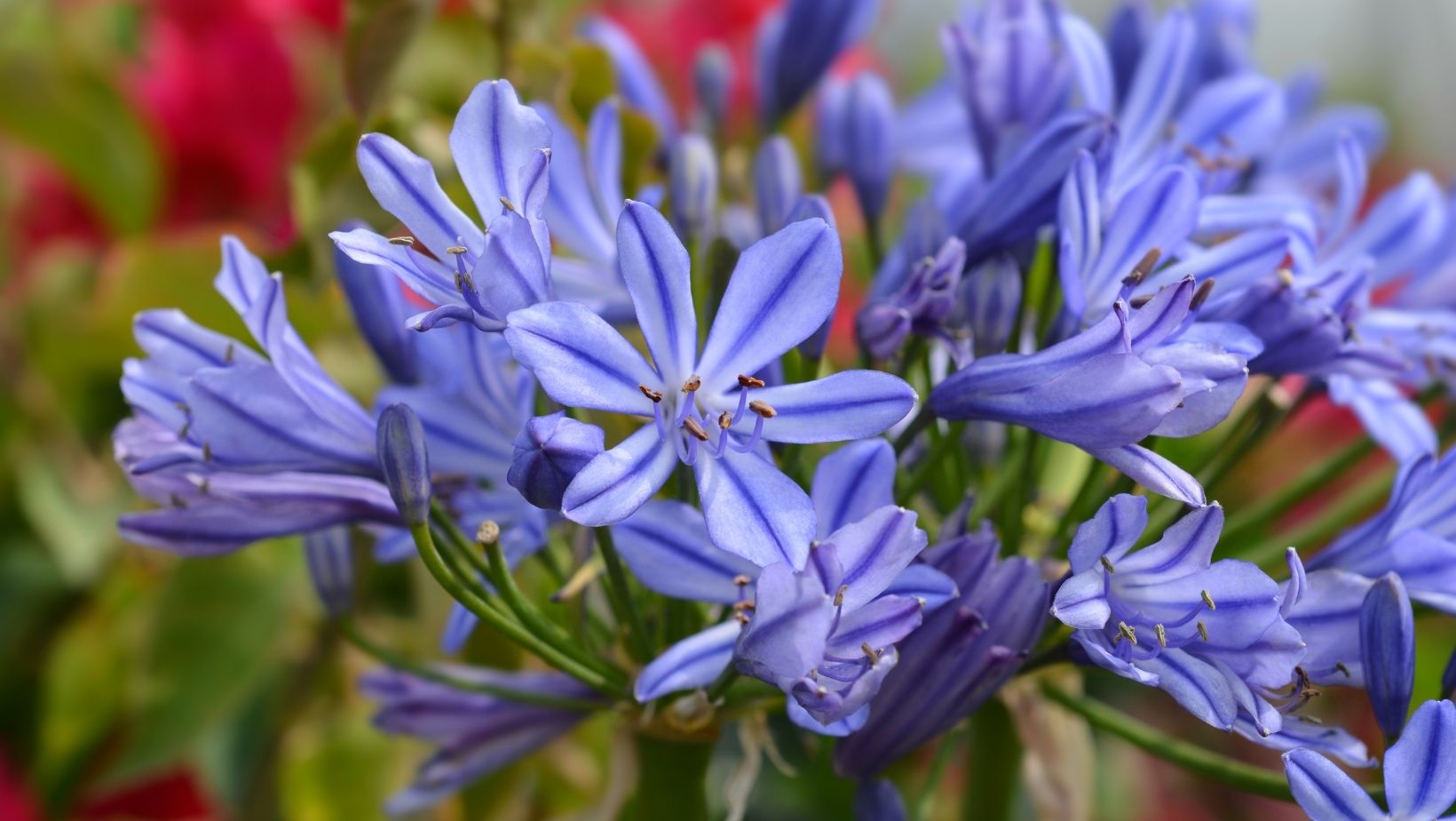 Find out more about the African Lily - a graceful summer flower | My ...