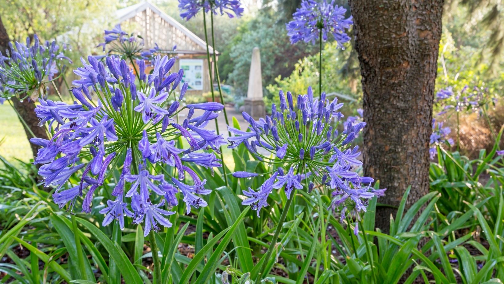 Find out more about the African Lily - a graceful summer flower | My ...