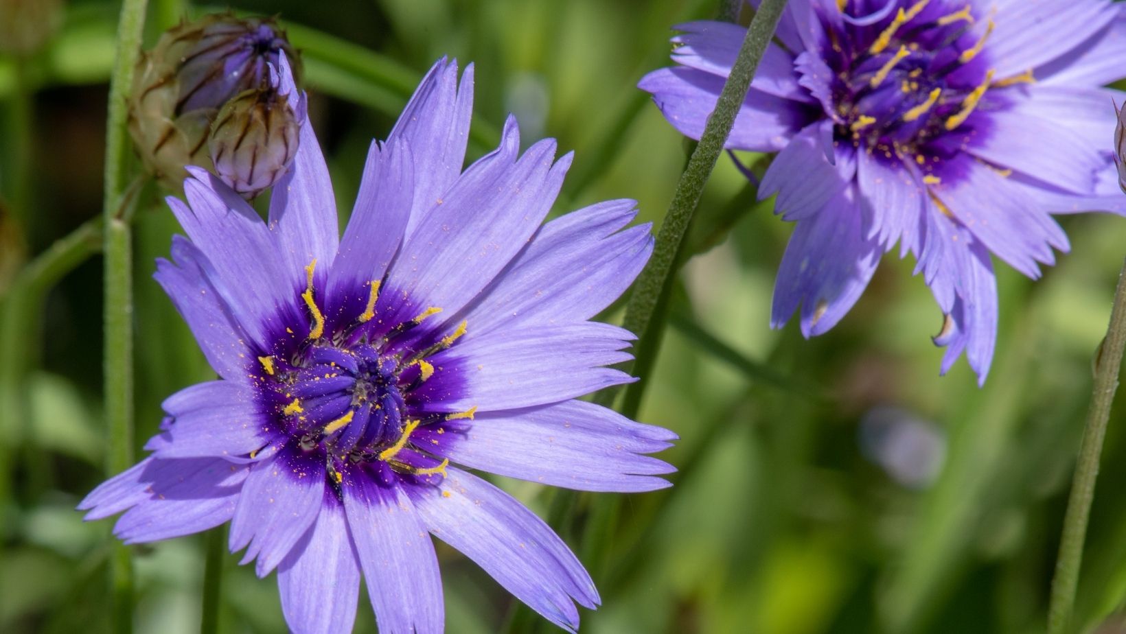 Catananche, an extremely interesting plant, for your pot or garden ...