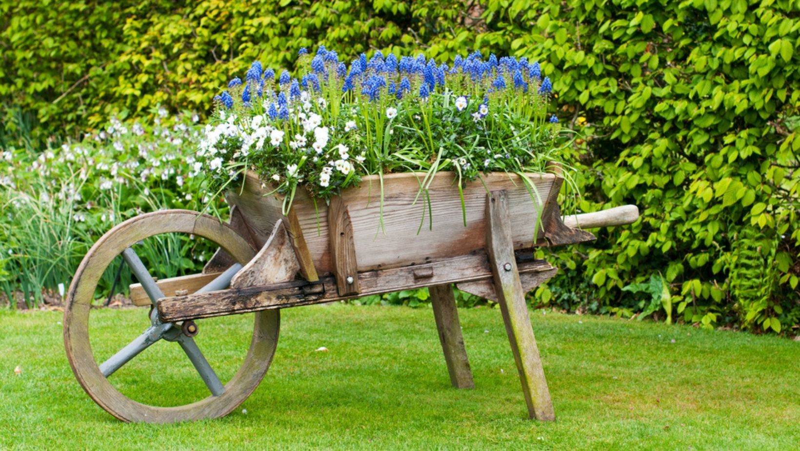 Planting in the wheelbarrow: 20 Amazing ideas with flowers, herbs, and ...