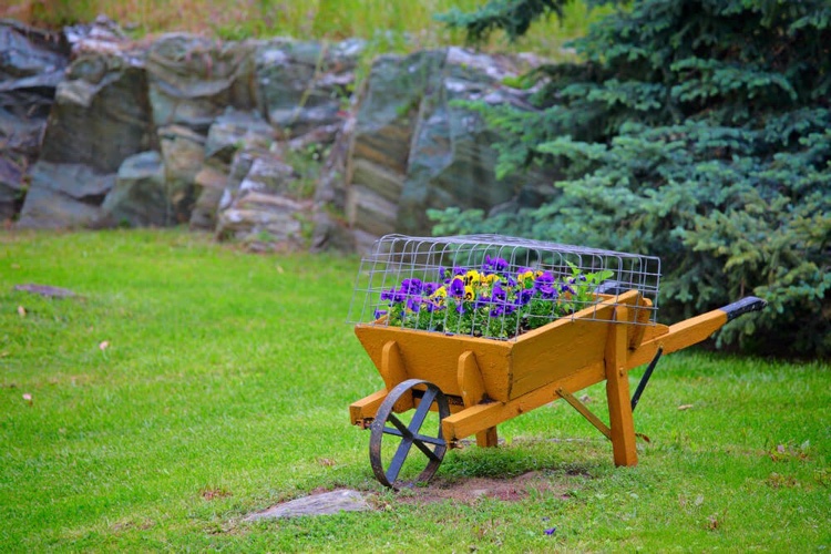 Planting in the wheelbarrow: 20 Amazing ideas with flowers, herbs, and ...