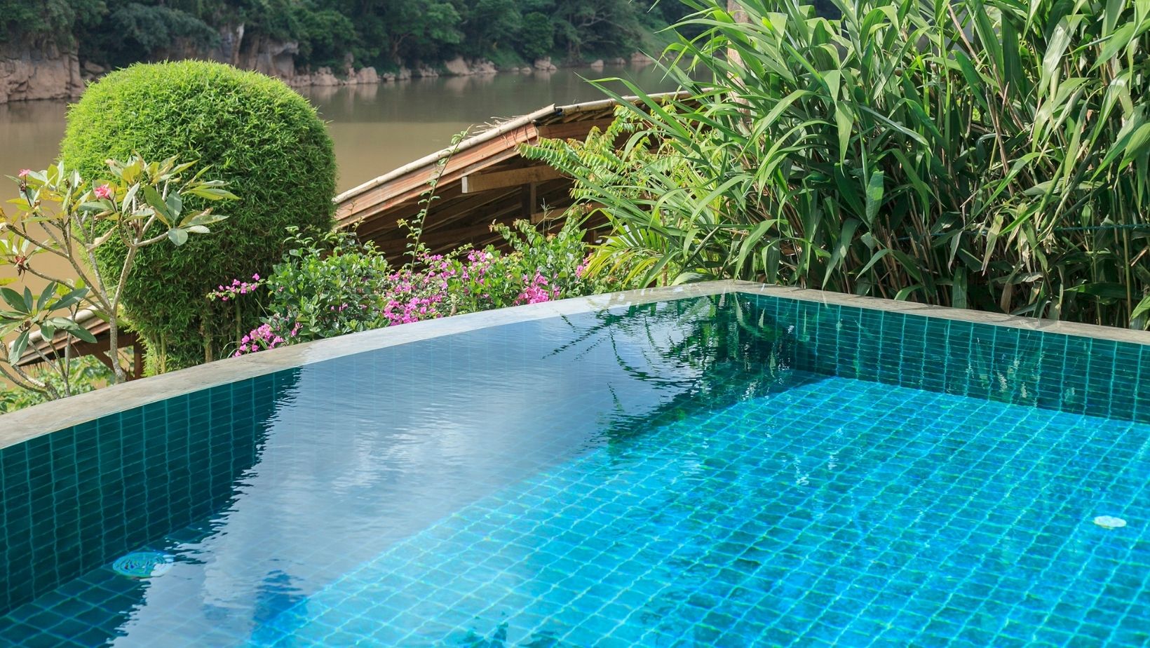 15 Best Plants for Swimming Pool Landscaping | My desired home