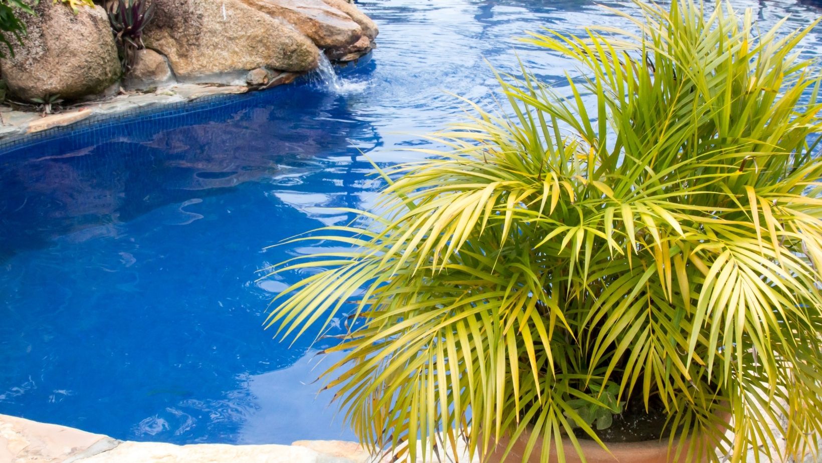 15 Best Plants for Swimming Pool Landscaping | My desired home