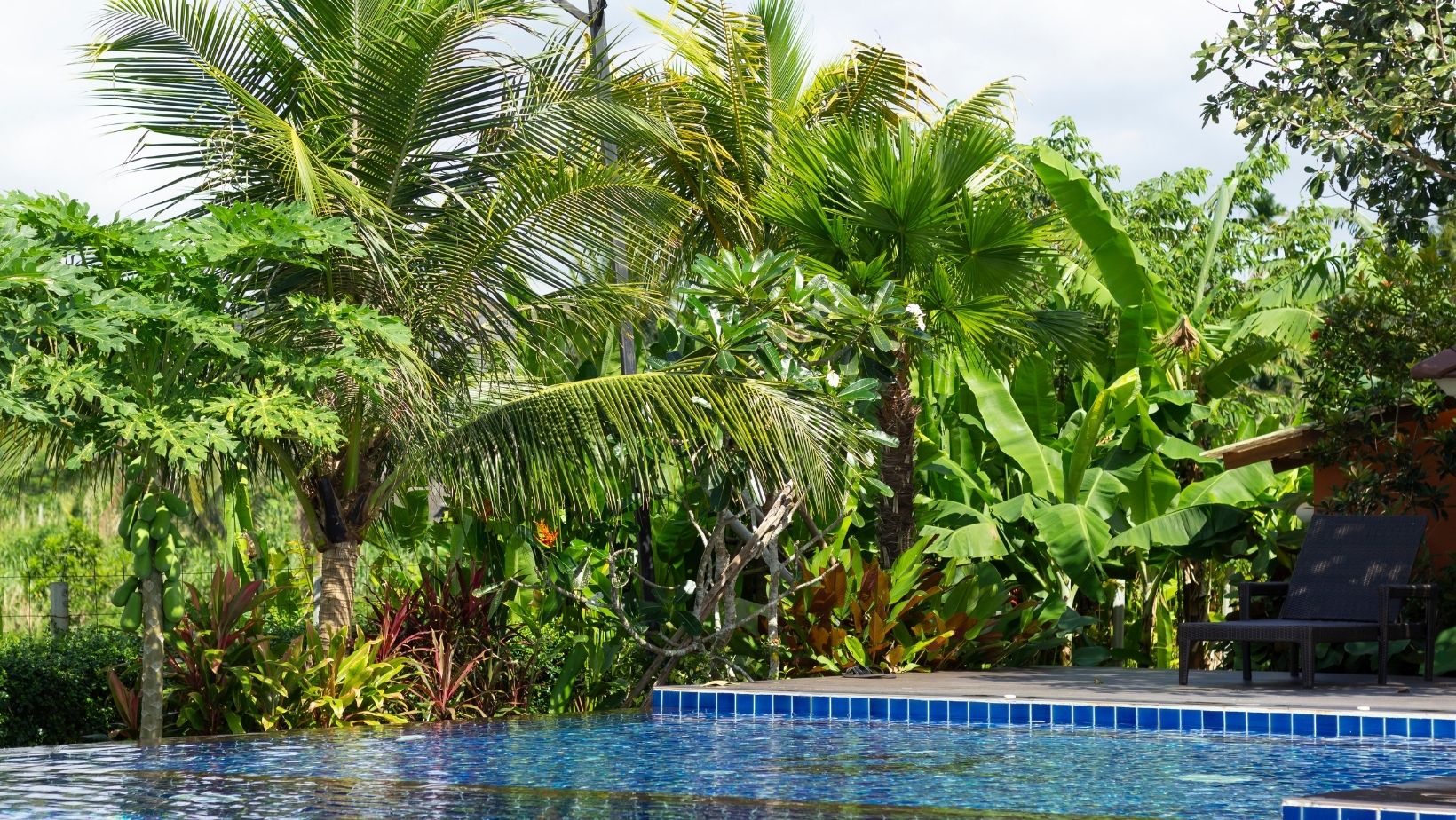 15 Best Plants for Swimming Pool Landscaping | My desired home