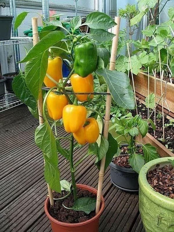 30 creative ideas for a high vegetable yield in summer cottages | My ...