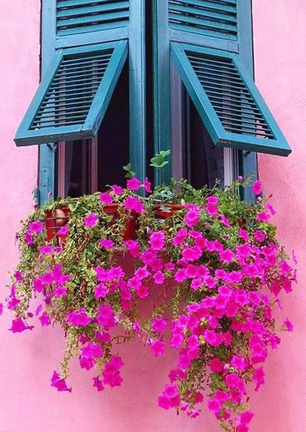 Absolutely gorgeous beautiful windows with colorful, magical flowers ...