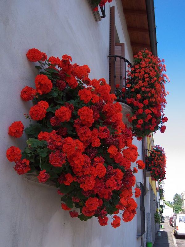 Absolutely gorgeous beautiful windows with colorful, magical flowers ...