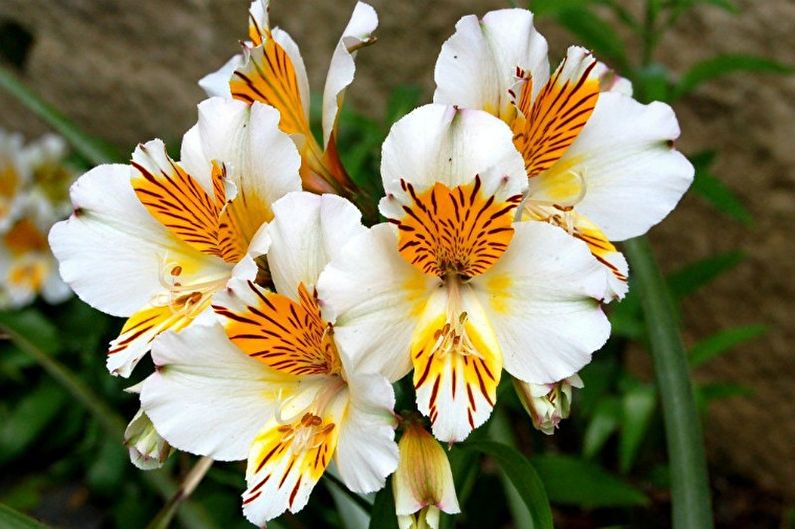 Alstroemeria a beautiful flower with a cosmic name for your pot and ...