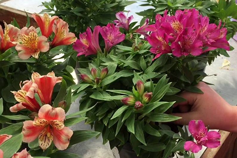 Alstroemeria a beautiful flower with a cosmic name for your pot and ...