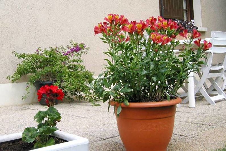 Alstroemeria a beautiful flower with a cosmic name for your pot and ...