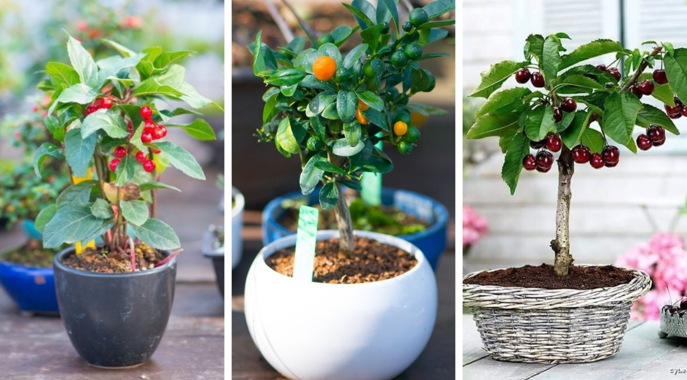 How to Identify Authentic Bonsai Fruit Trees | My desired home
